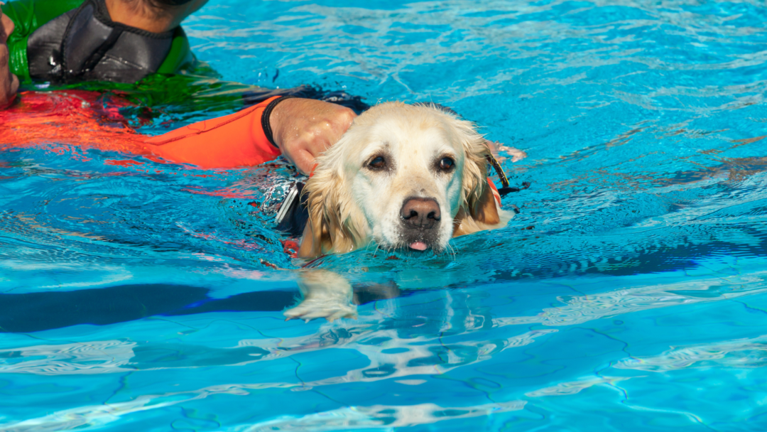 The Beginner’s Guide To Hydrotherapy For Dogs | Yappily