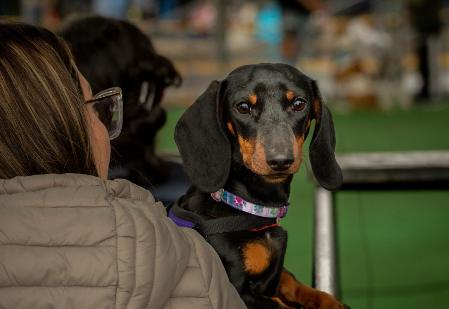 Crufts 2027: Dates, Location, Tickets & What to Expect