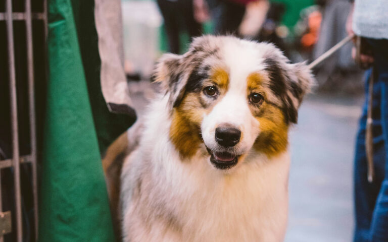 Crufts 2027: Dates, Location, Tickets & What to Expect
