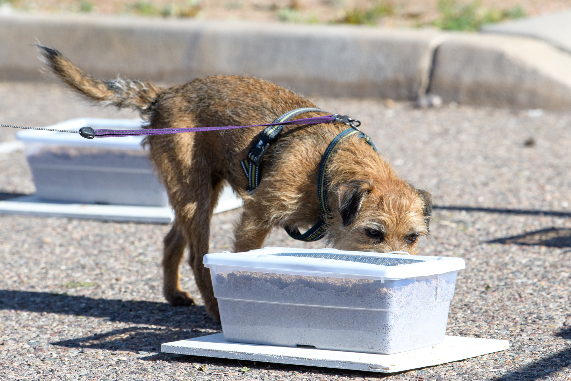 Exploring Scent Work For Dogs An In Depth Guide To Scent Training Exploring Scent Work For Dogs An In Depth Guide To Scent Training