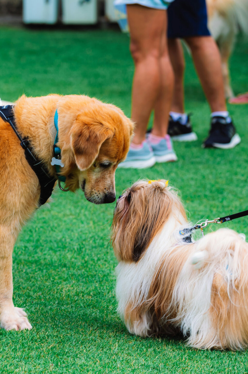 Crufts 2027: Dates, Location, Tickets & What to Expect