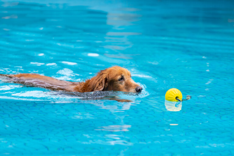The Beginner’s Guide To Hydrotherapy For Dogs | Yappily