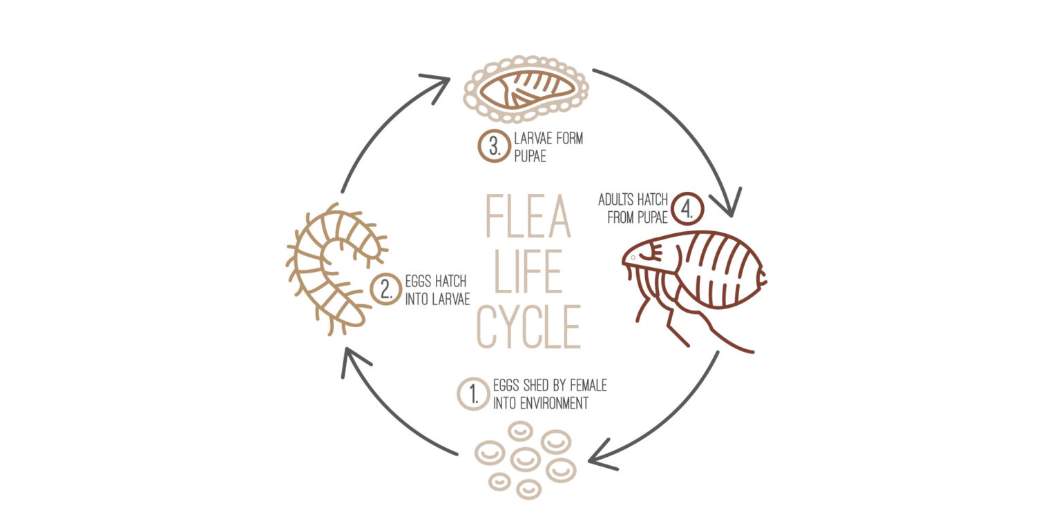 Natural Flea Home Remedies: Get Rid of Fleas with Safe and Effective ...